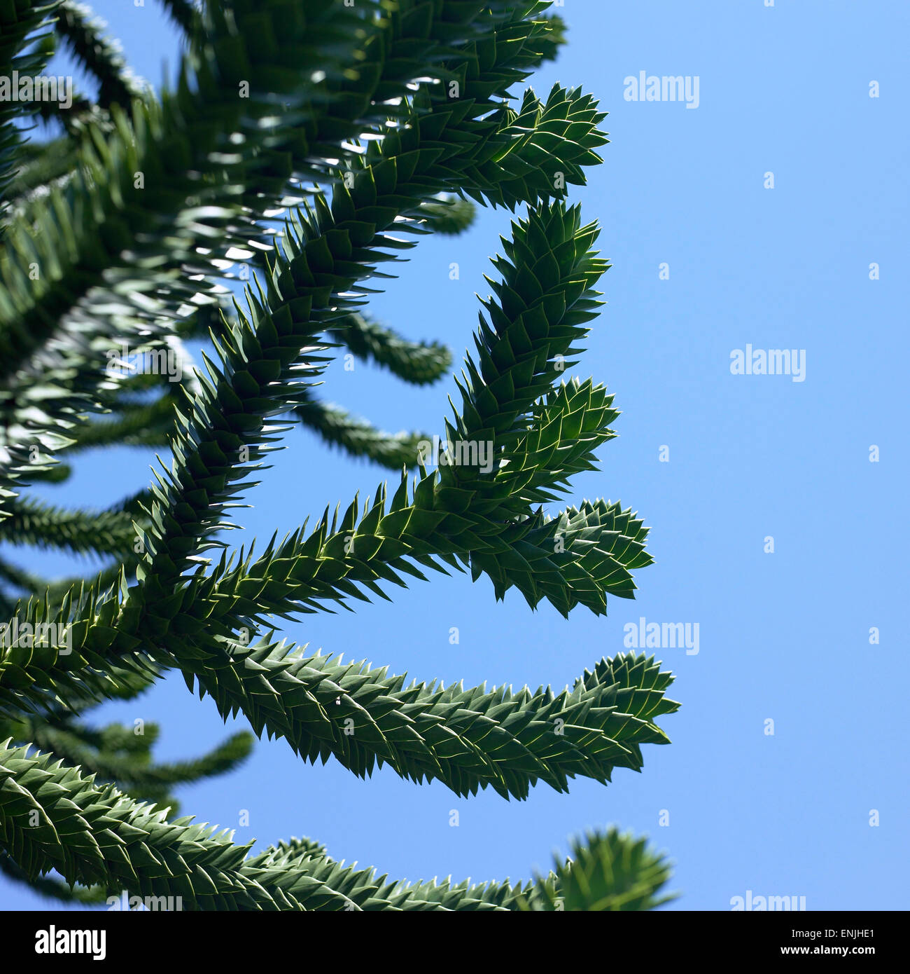 Budding tree cones hi-res stock photography and images - Alamy