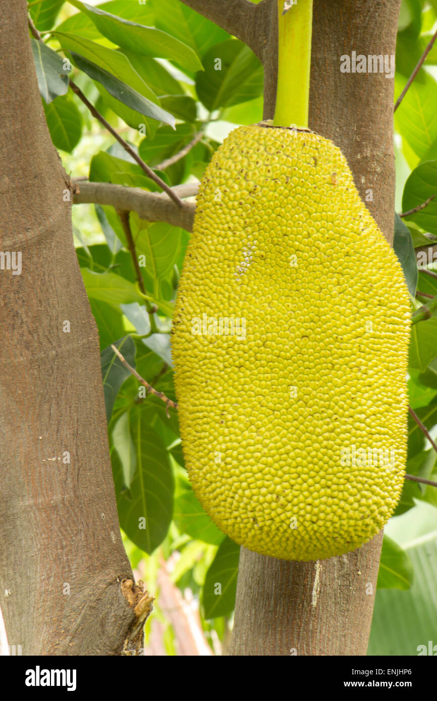 Jackfruit, jackfruit, fruit, green, stems, fresh, fruit Stock Photo - Alamy
