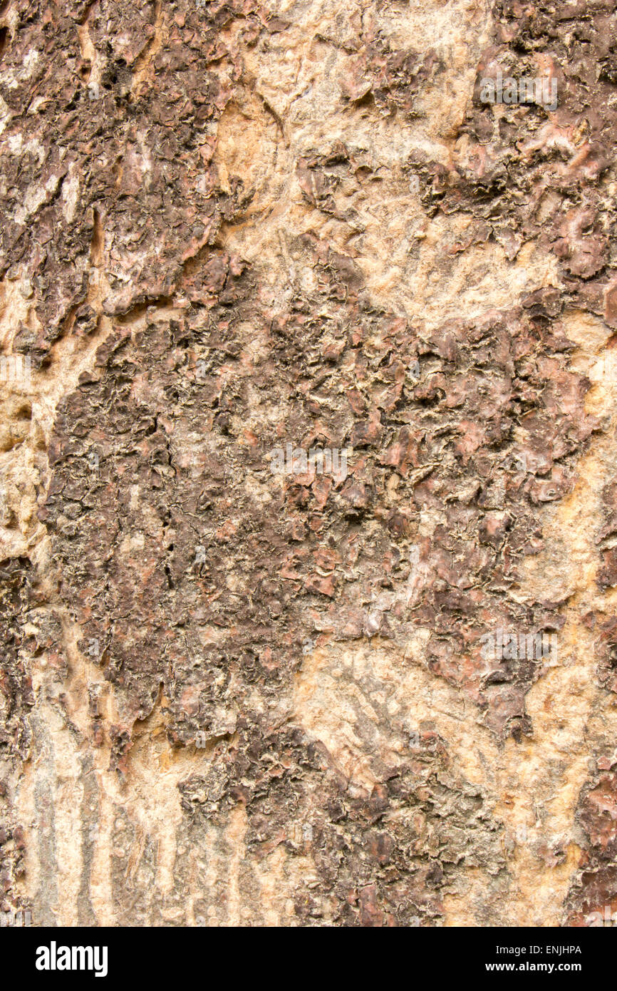 Bark, textures, backgrounds, rugged, shell, scene Stock Photo - Alamy