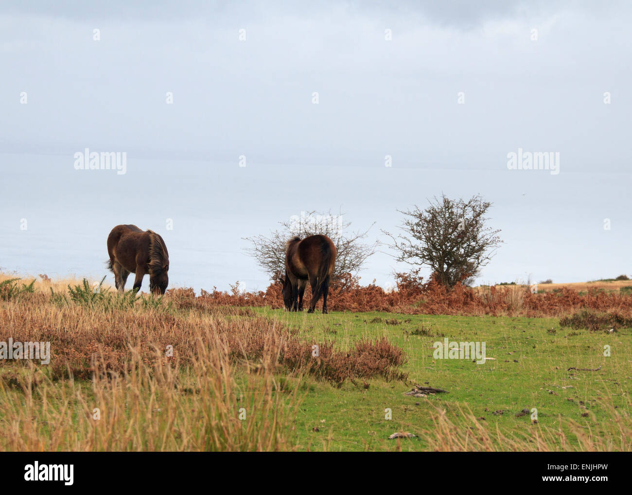 Ancient pony breed hi-res stock photography and images - Alamy