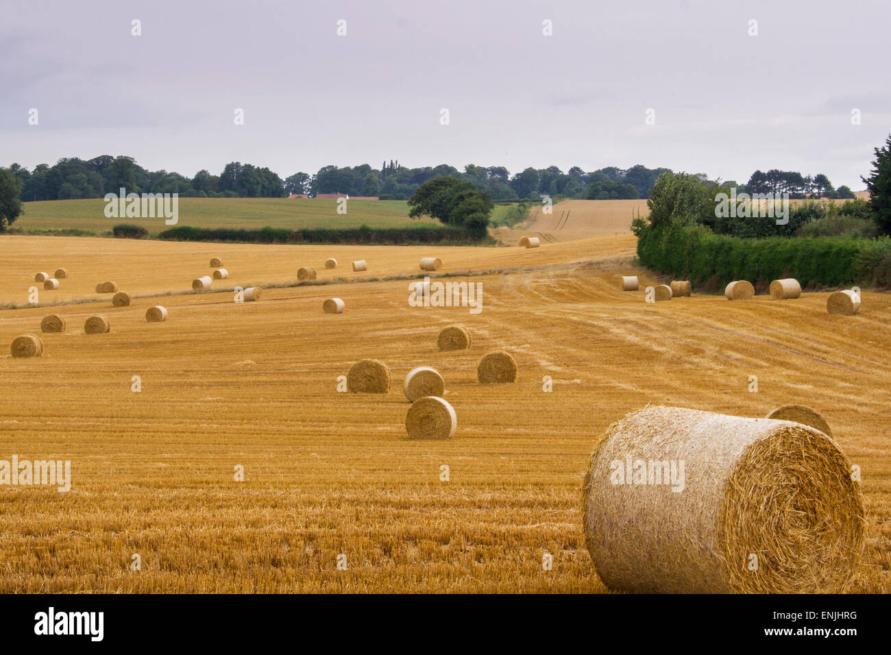Straw bales in a farm field Stock Photo - Alamy