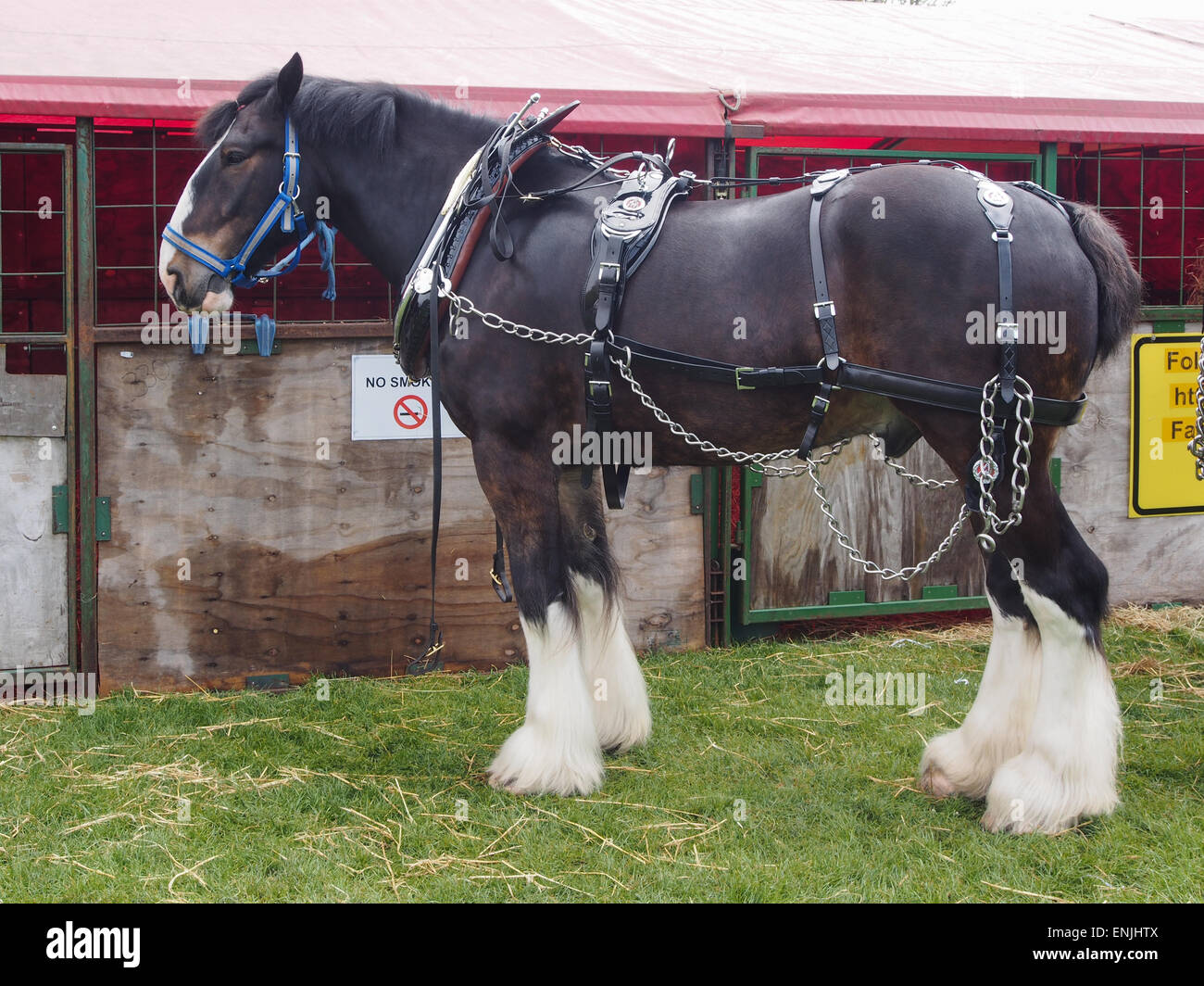 A heavy horse outside temporary stables at a horse show Stock Photo - Alamy