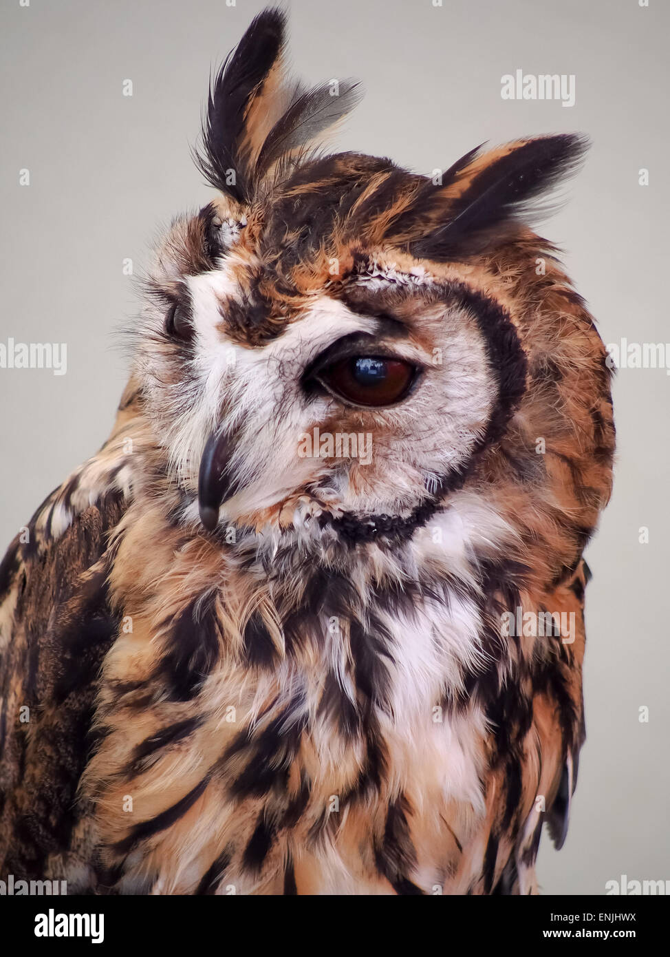 Peruvian Striped Owl
