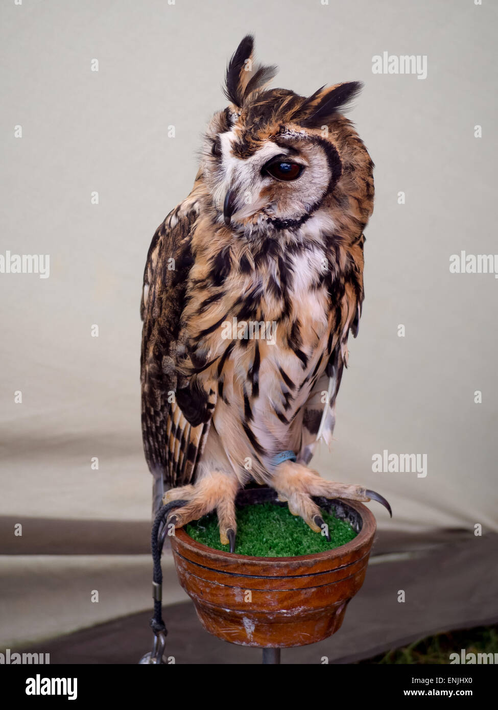 Peruvian Striped Owl