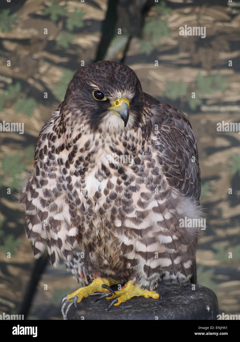 Saker Falcon, Falco Cherrug Stock Photo - Alamy