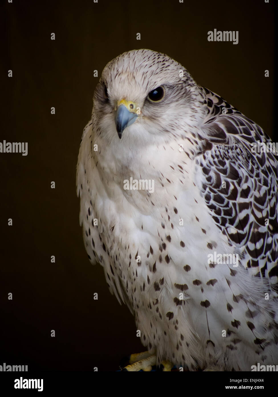 Gyr falcon hi-res stock photography and images - Alamy