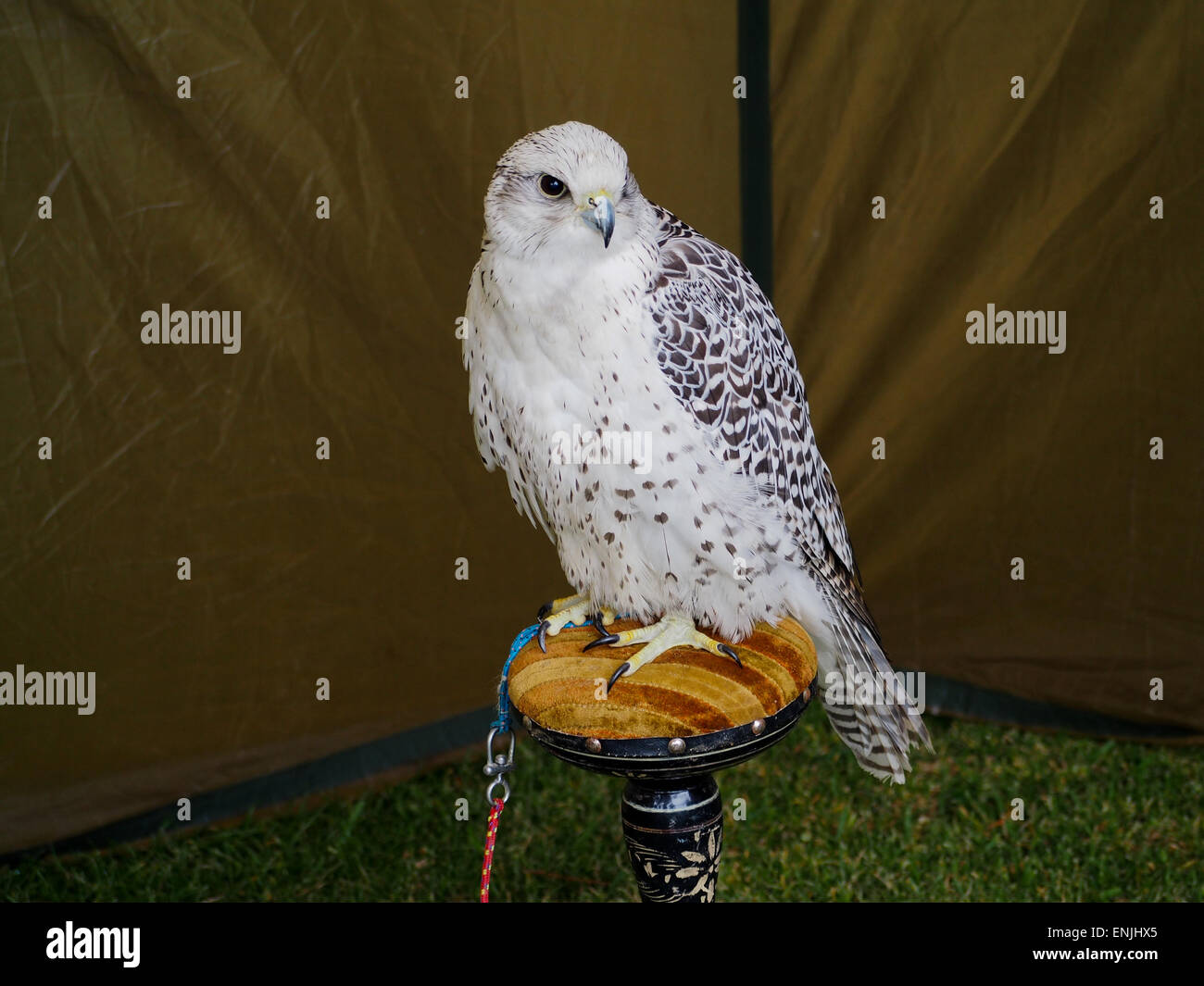 Gyr falcon hi-res stock photography and images - Alamy