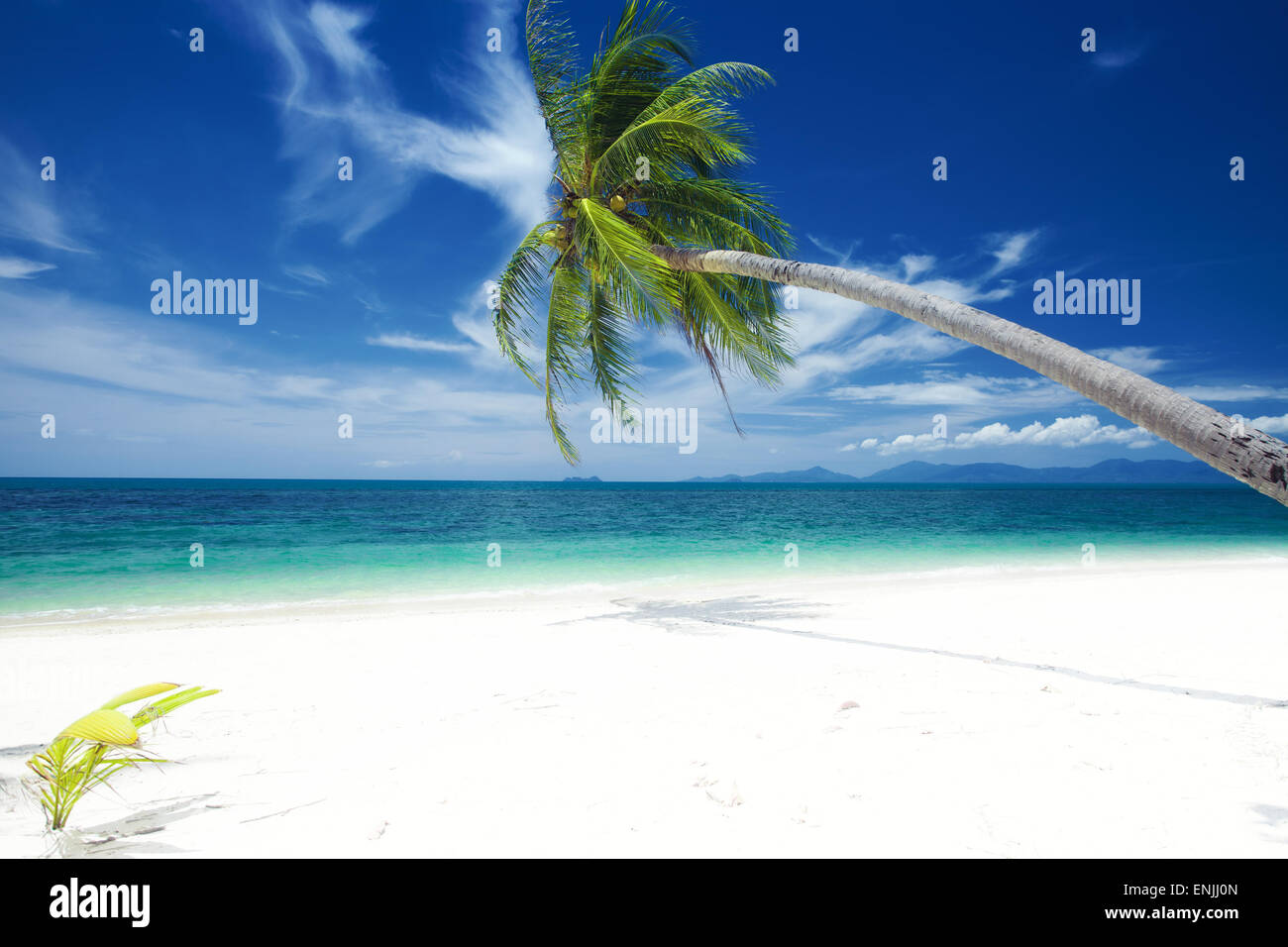 Tropical beach one palm hi-res stock photography and images - Alamy
