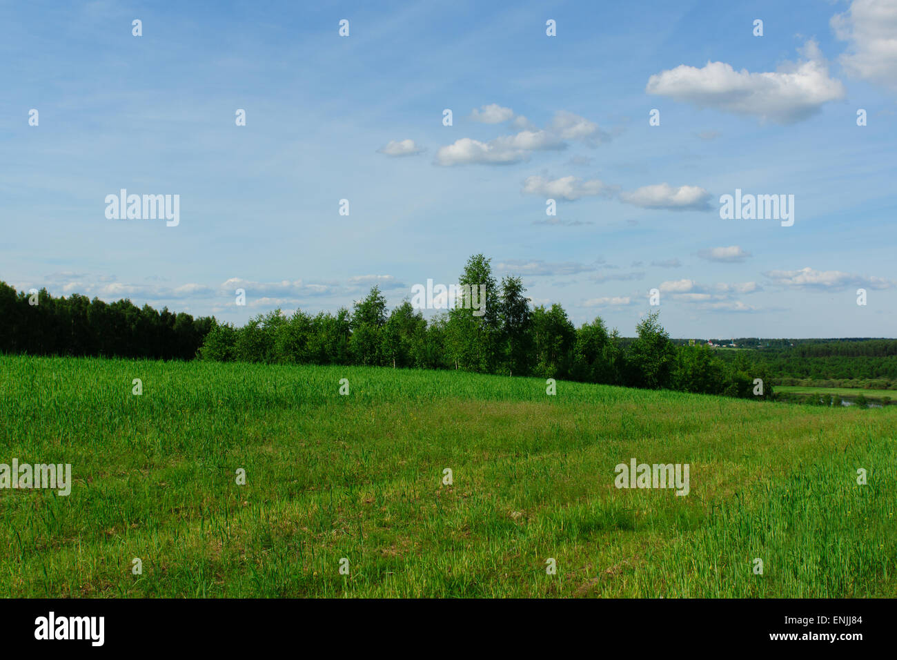 Solar summer landscape with a grass and the blue sky Stock Photo - Alamy