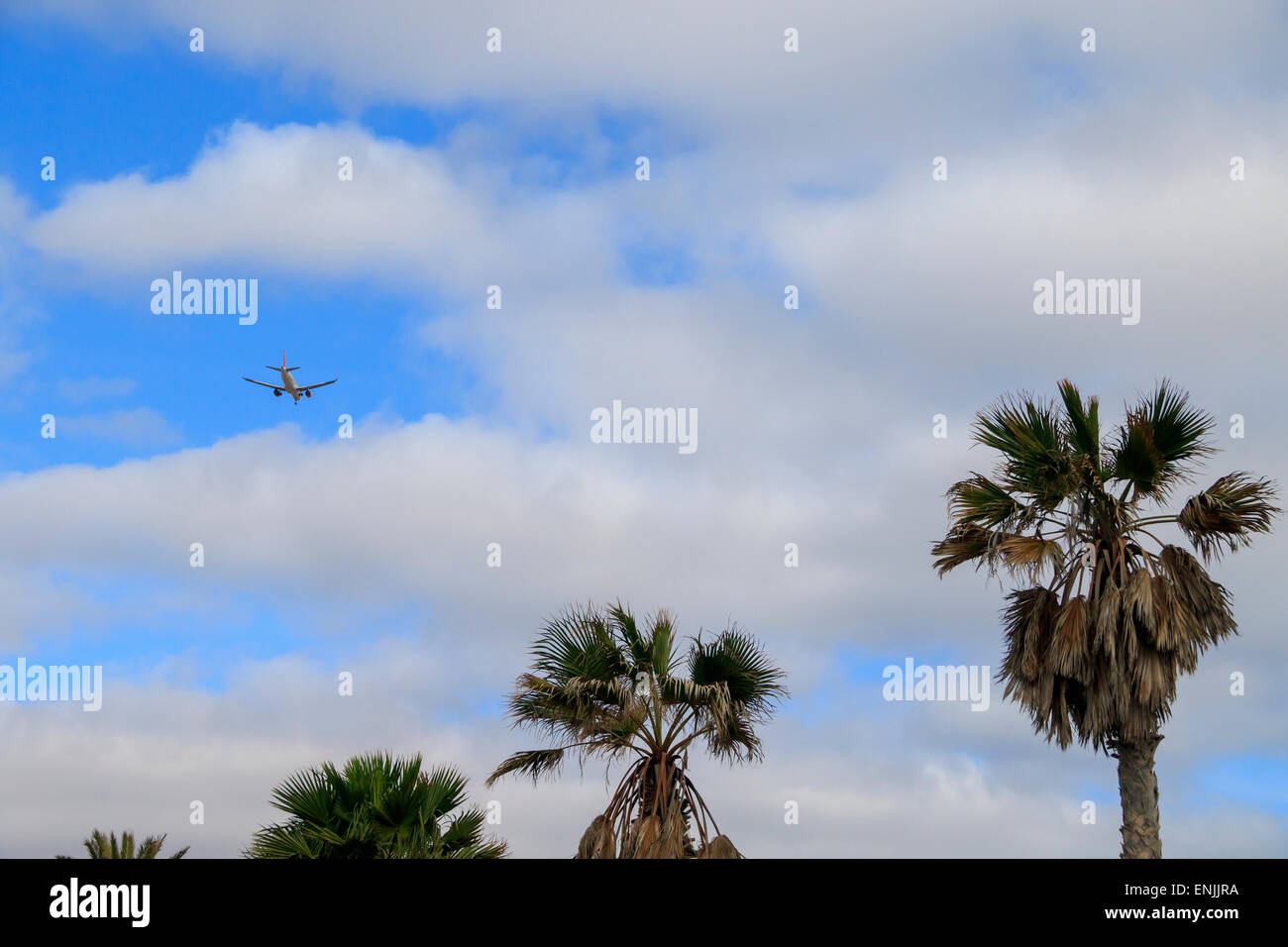 airplane flying over tropical palm trees Stock Photo - Alamy