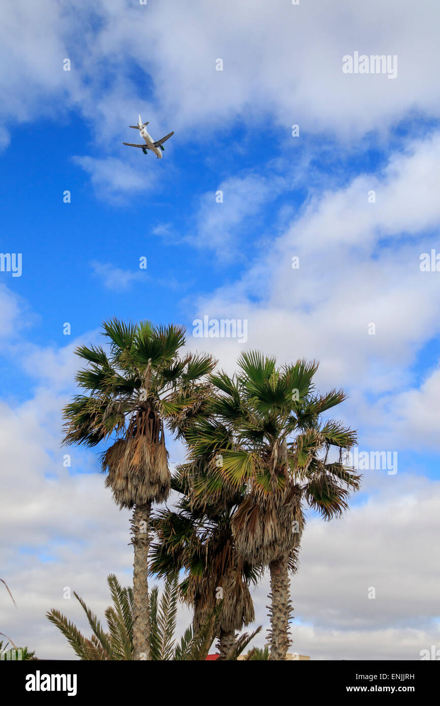 airplane flying over tropical palm trees Stock Photo - Alamy