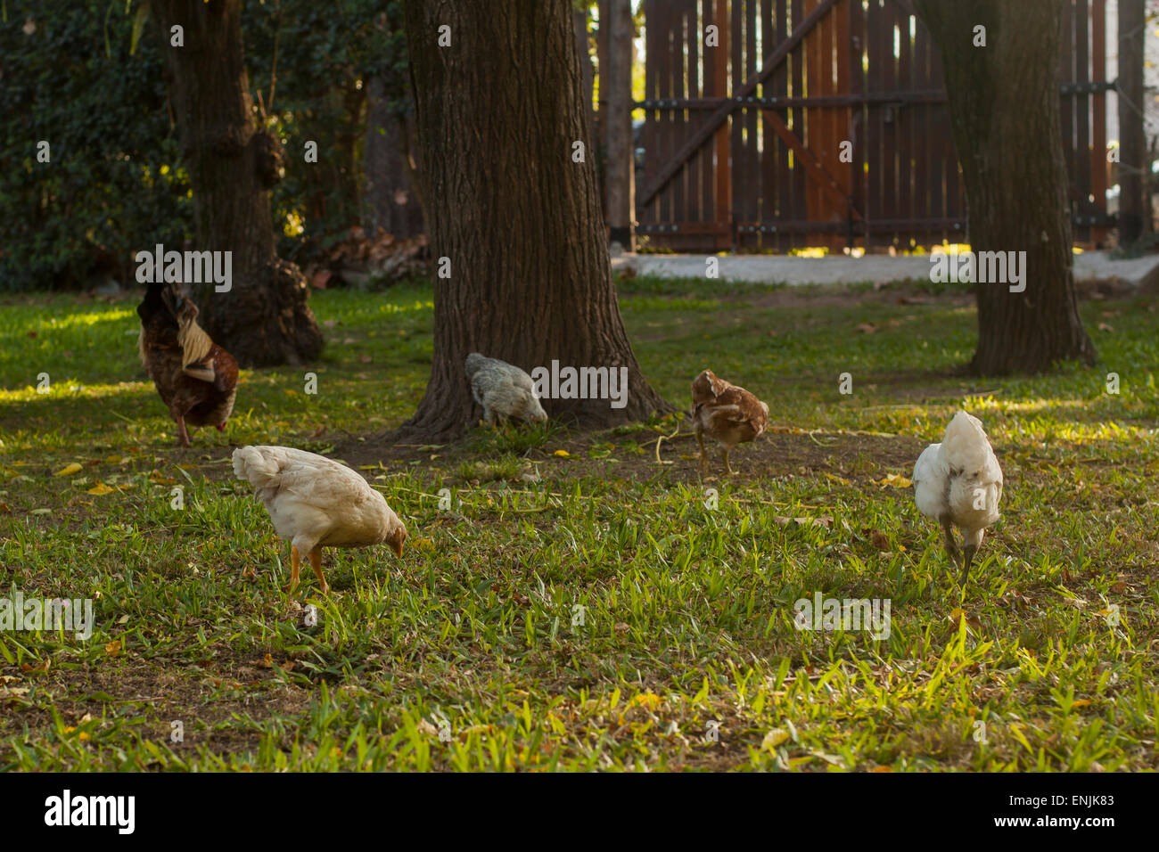 Free range chicken farm house hi-res stock photography and images - Alamy