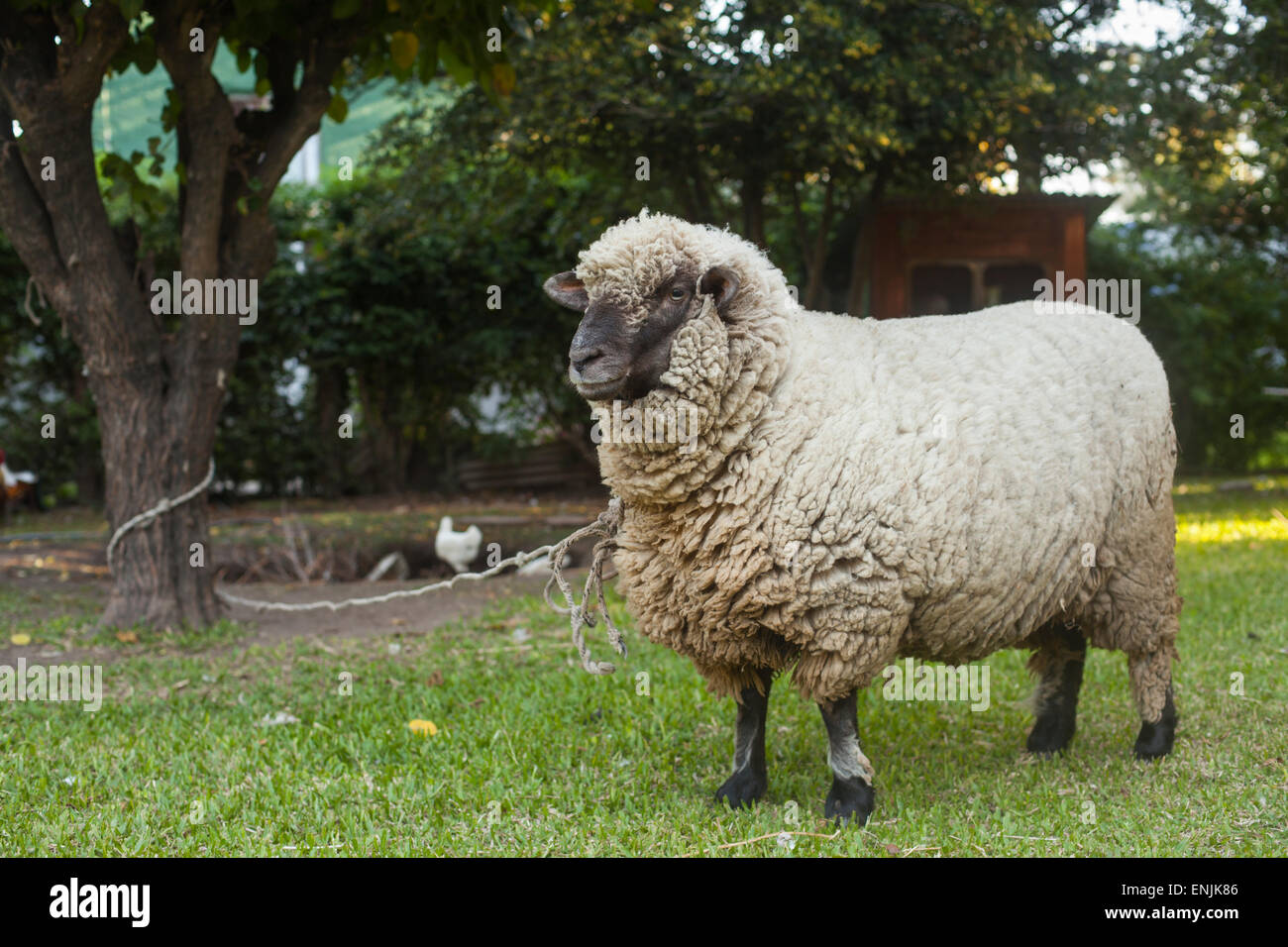 Beautiful three year old hi-res stock photography and images - Alamy
