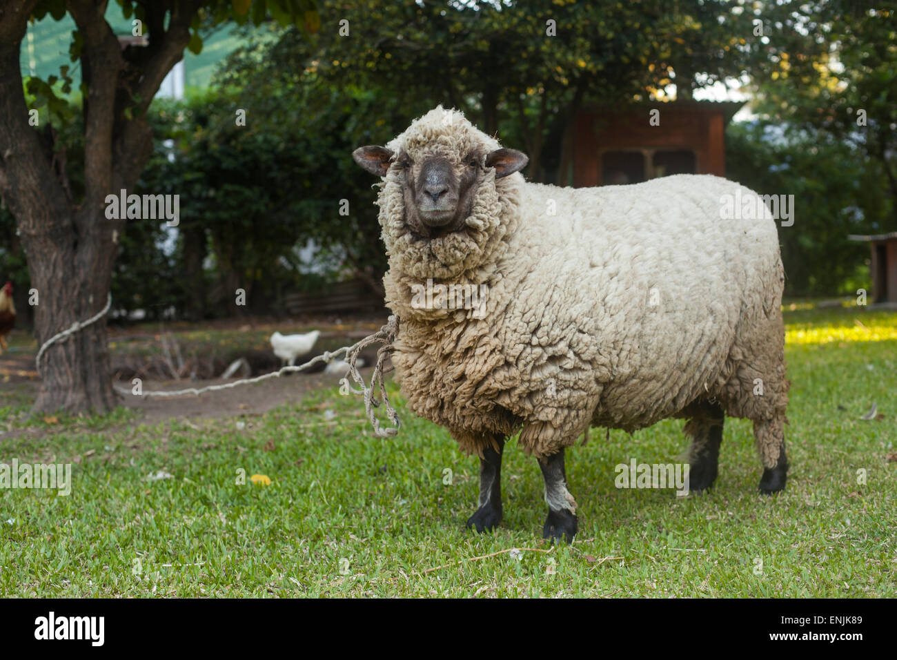 Beautiful three year old hi-res stock photography and images - Alamy