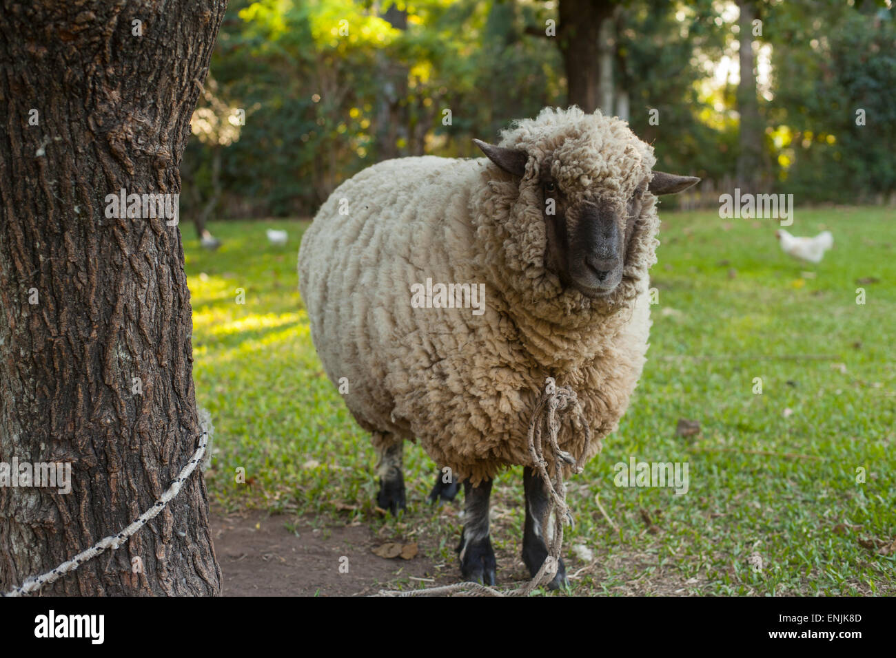 Three year old sheep in farm tied to a tree Stock Photo - Alamy