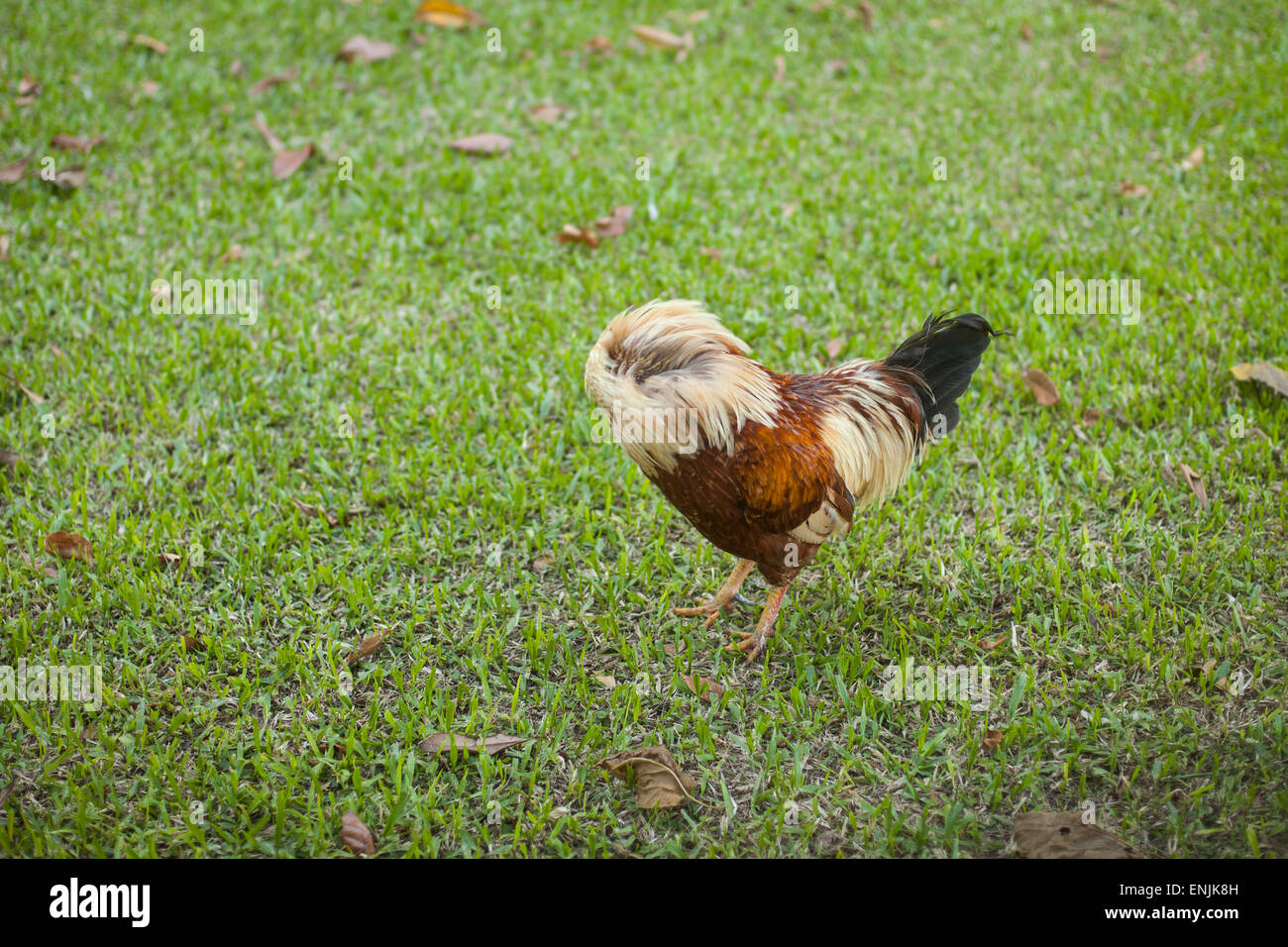 Happy hens hi-res stock photography and images - Alamy