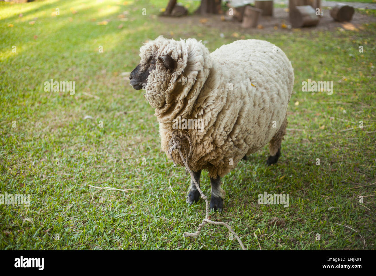 Old sheep hi-res stock photography and images - Alamy