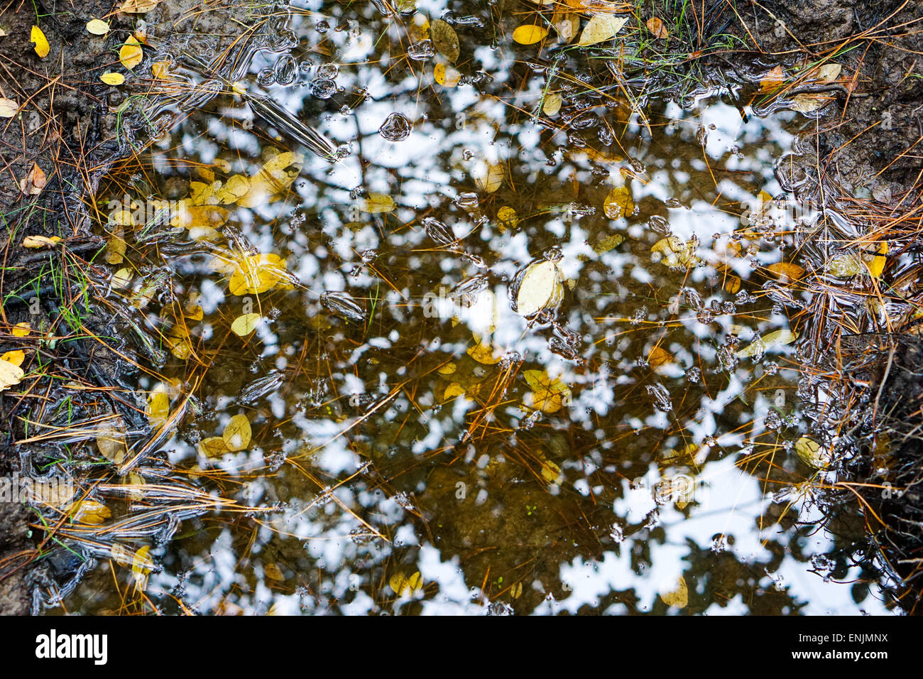 Autumn Leaves in puddle with pine straw and reflection of sky and trees ...
