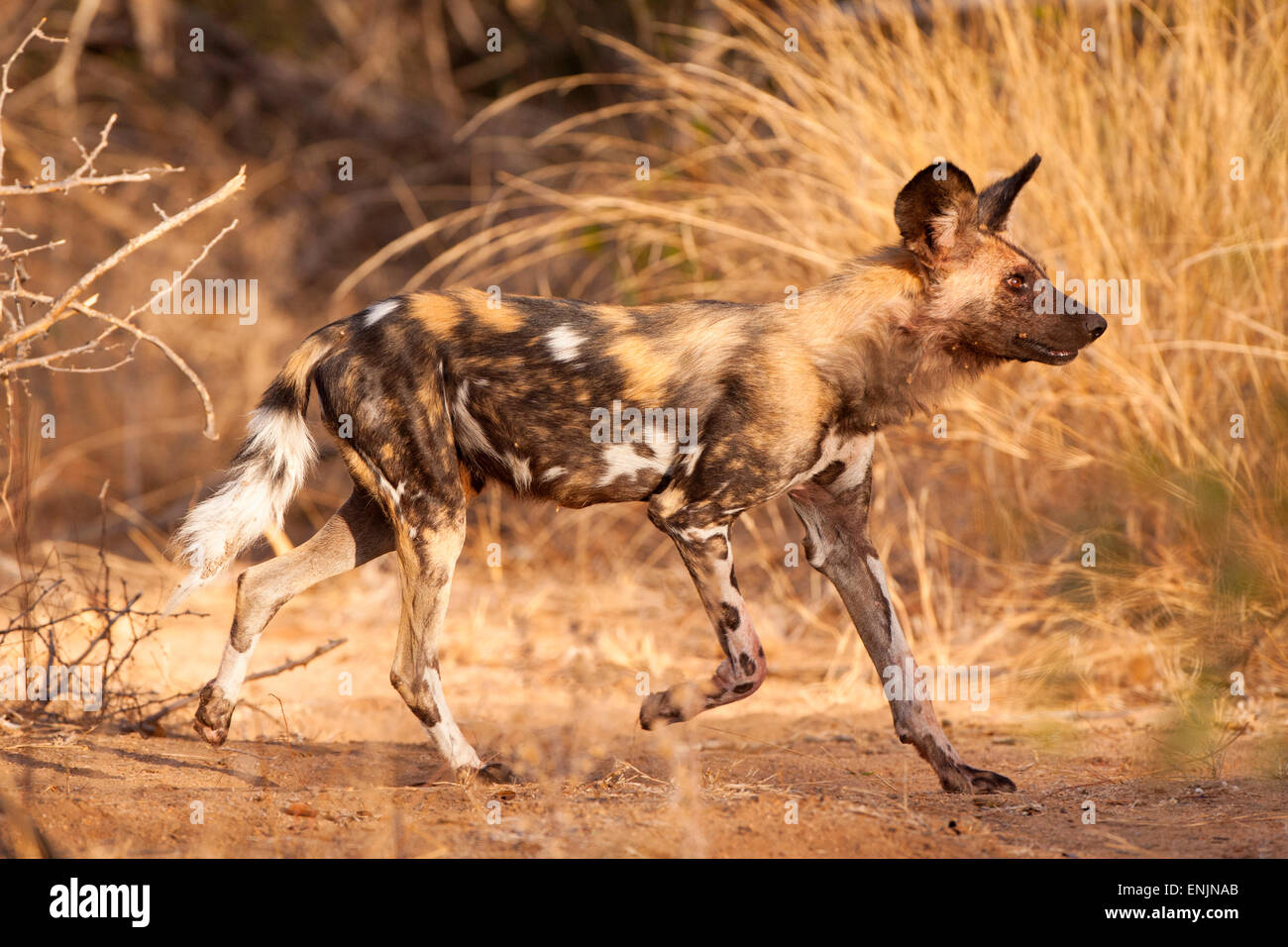 African guard dog hi-res stock photography and images - Alamy