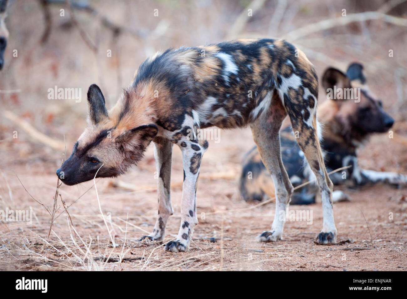 African guard dog hi-res stock photography and images - Alamy