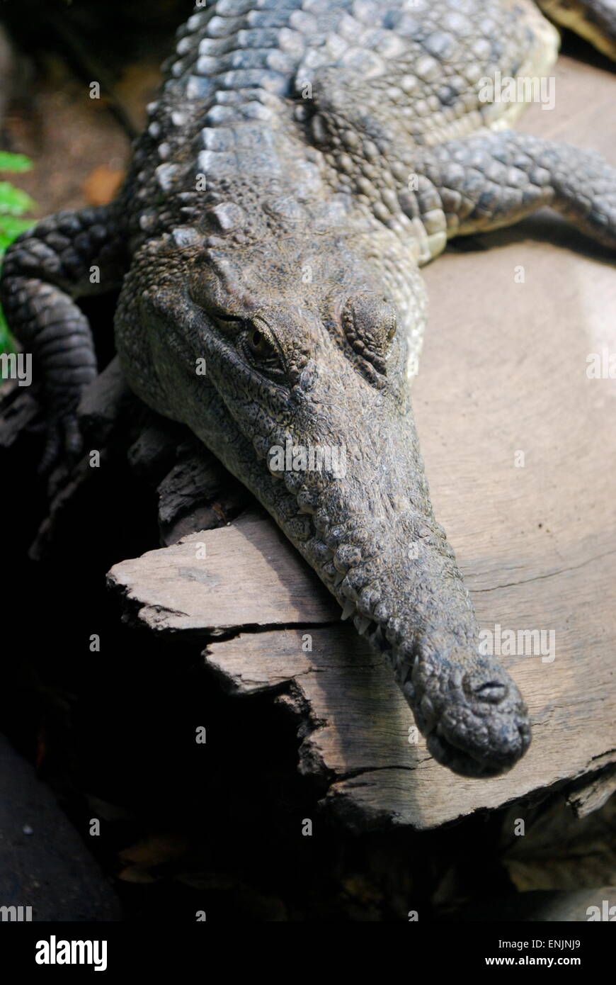 Adolescent freshwater crocodile in Australia Stock Photo - Alamy
