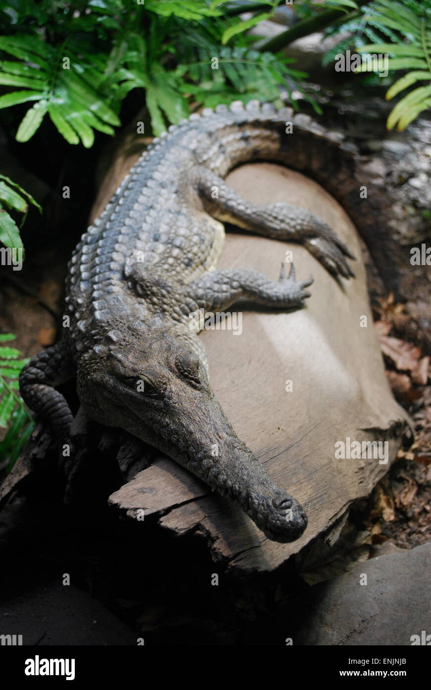 Adolescent freshwater crocodile in Australia Stock Photo - Alamy