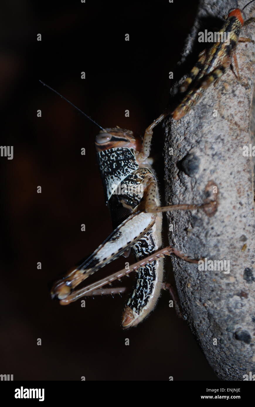 Migratory Locust (Locusta migratoria), Australia Stock Photo - Alamy
