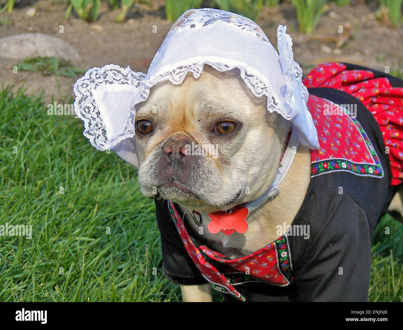 French bulldog wearing a traditional Dutch costume Stock Photo - Alamy