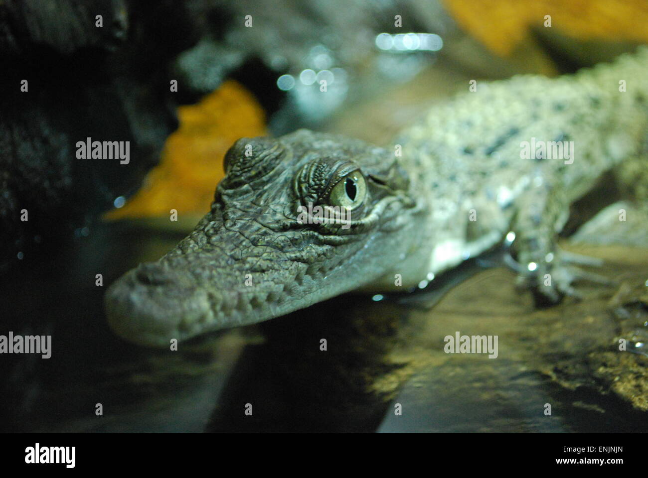 Baby crocodile in Australia Stock Photo - Alamy