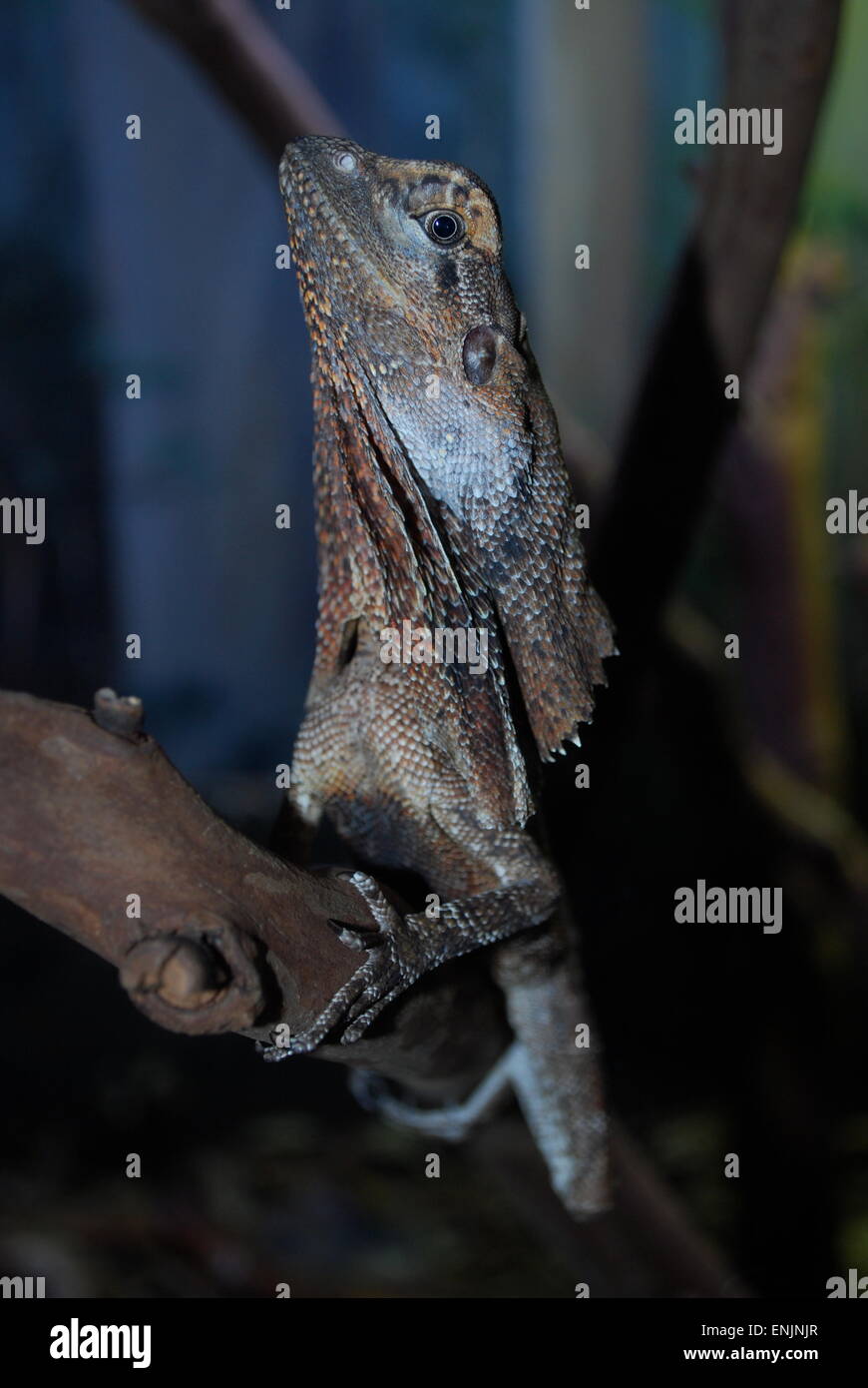 Frilled-neck lizard from northern Australia Stock Photo - Alamy