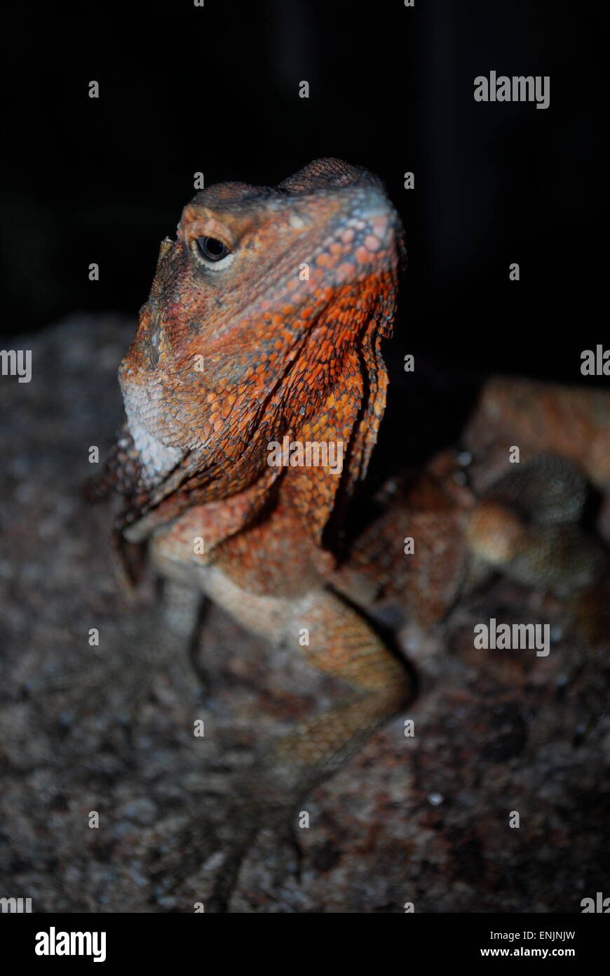 Frilled-neck lizard from northern Australia Stock Photo - Alamy