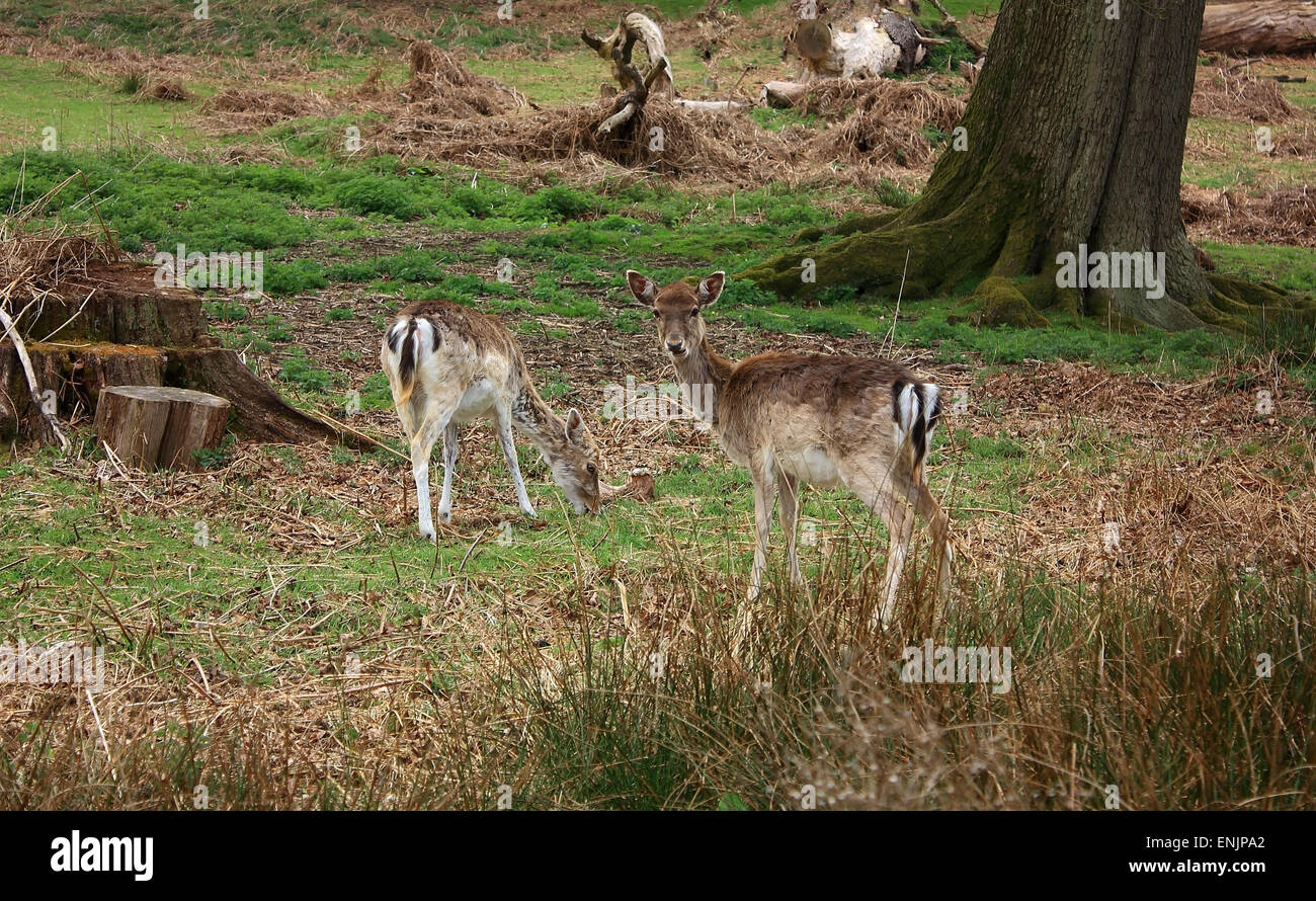 Beautiful kent countryside hi-res stock photography and images - Alamy