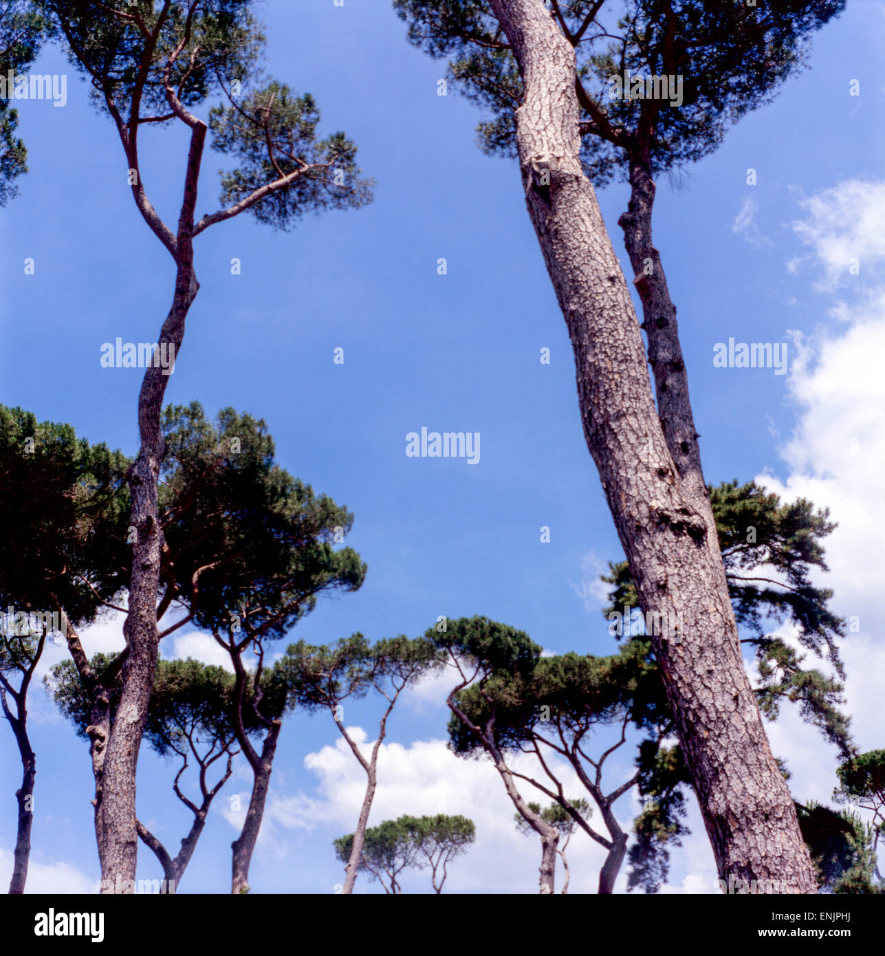 Pine tree, Pinus pinea Stock Photo - Alamy