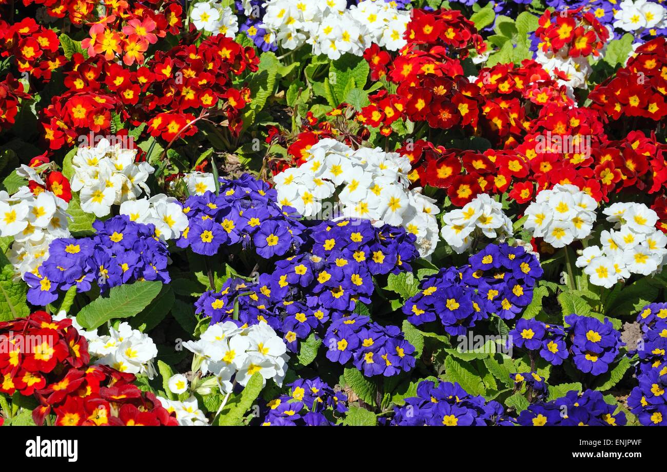 Mixed coloured Primroses nature background Stock Photo - Alamy