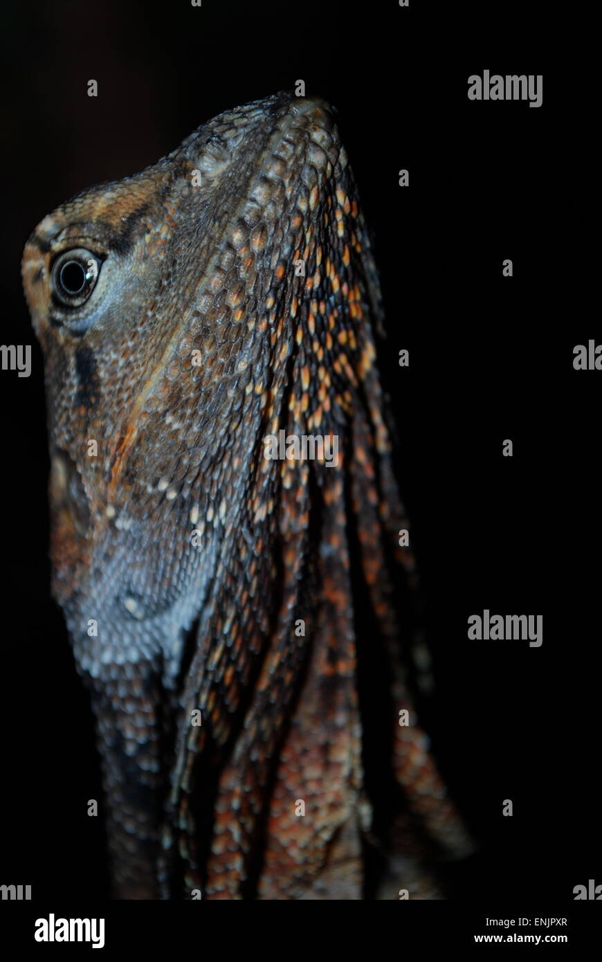 Frilled-neck lizard from northern Australia Stock Photo - Alamy