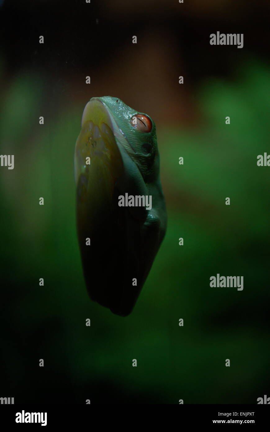 Australian tree frog litoria hi-res stock photography and images - Alamy