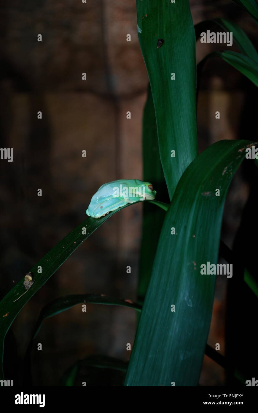Australian Eastern Dwarf Tree Frog, Litoria fallax Stock Photo - Alamy