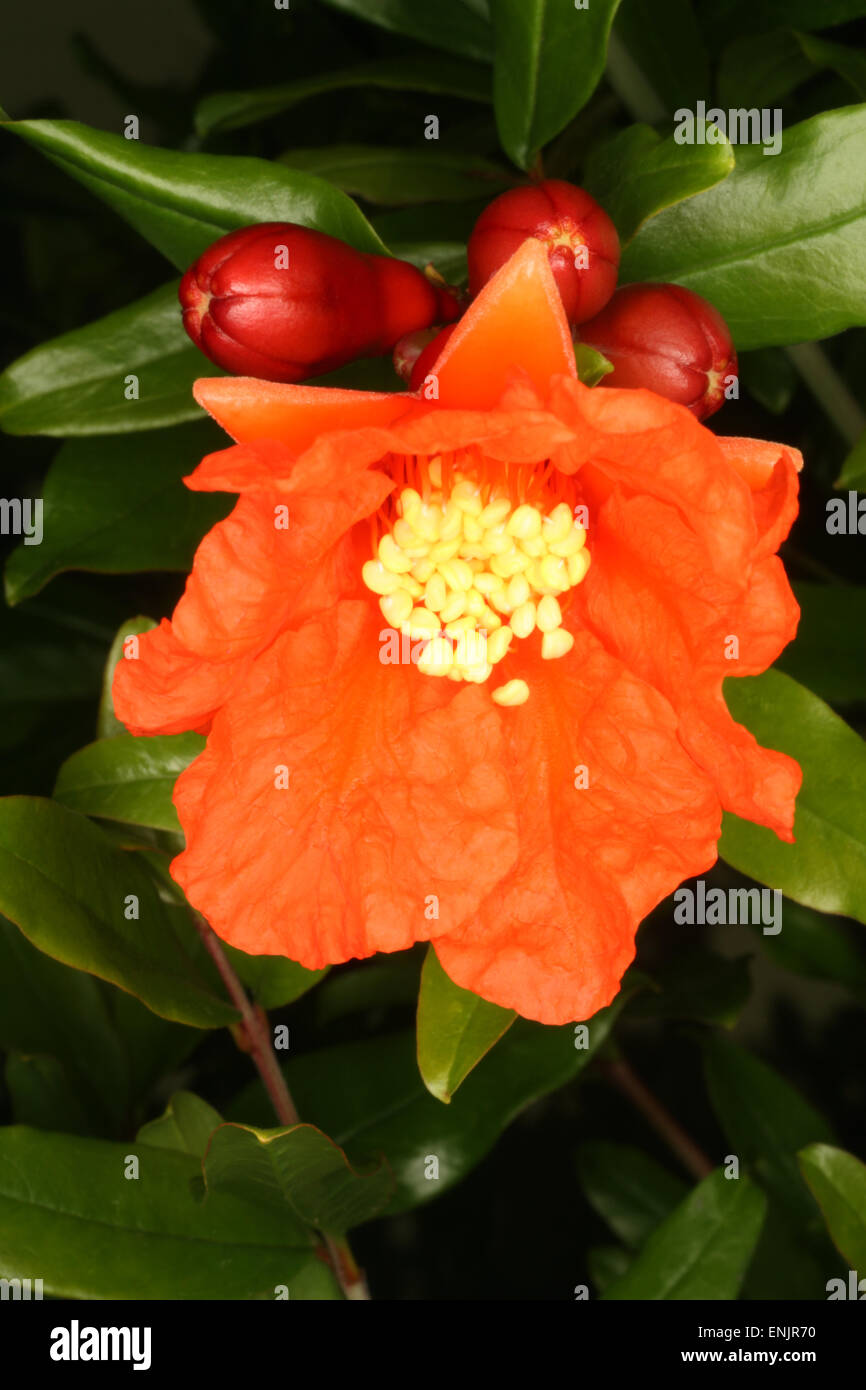 Pomegranate blossom close up Stock Photo - Alamy