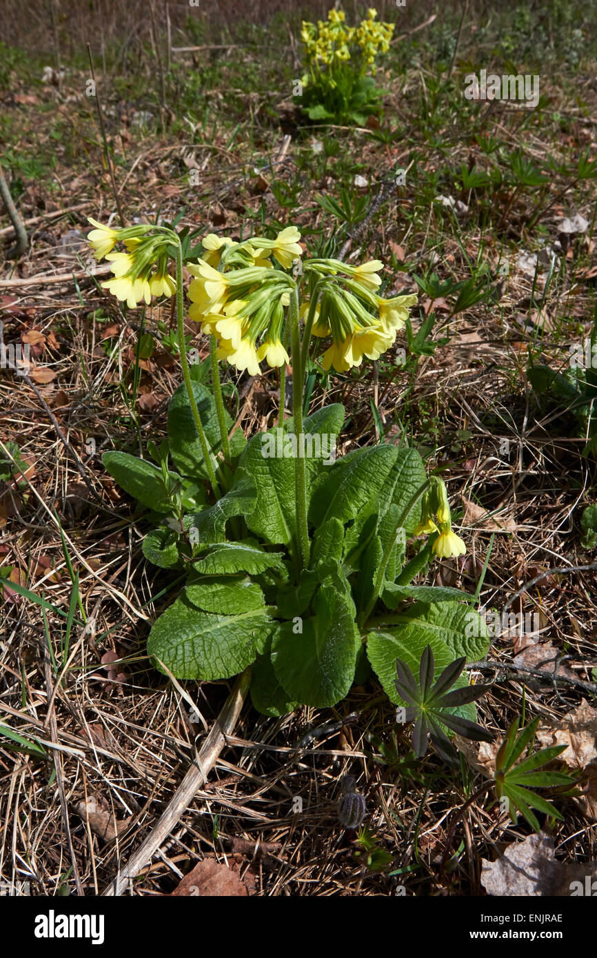 Primula elatior elatior hi-res stock photography and images - Alamy
