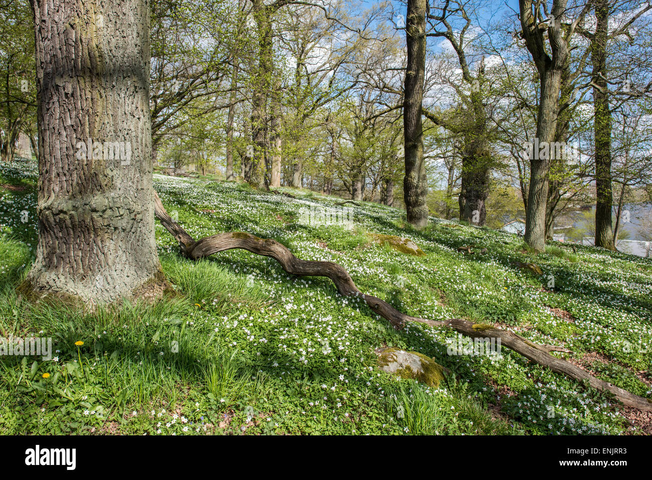 Oak tree grove hi-res stock photography and images - Alamy