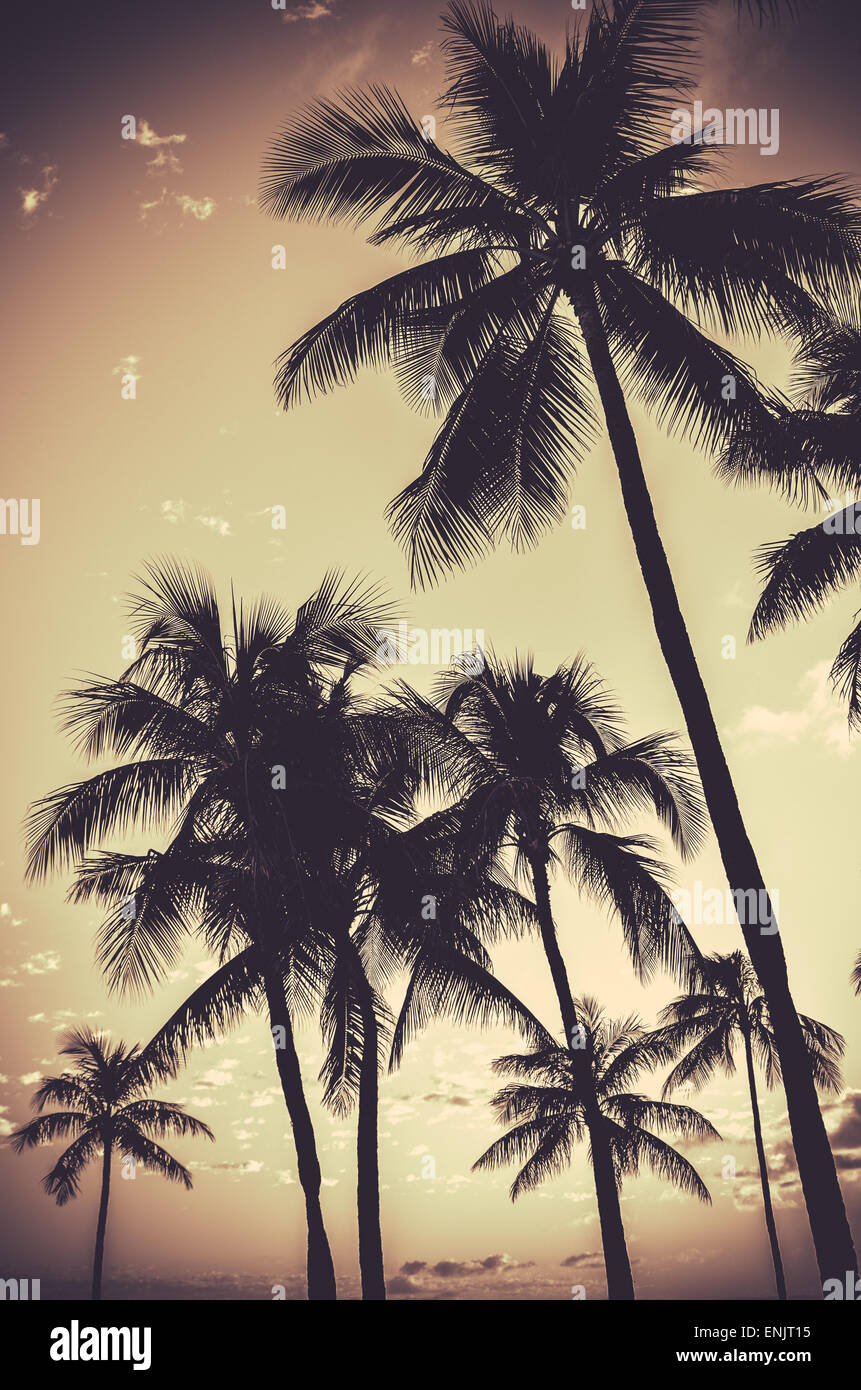 Retro Filtered Sepia Tropical Palm Trees Stock Photo - Alamy