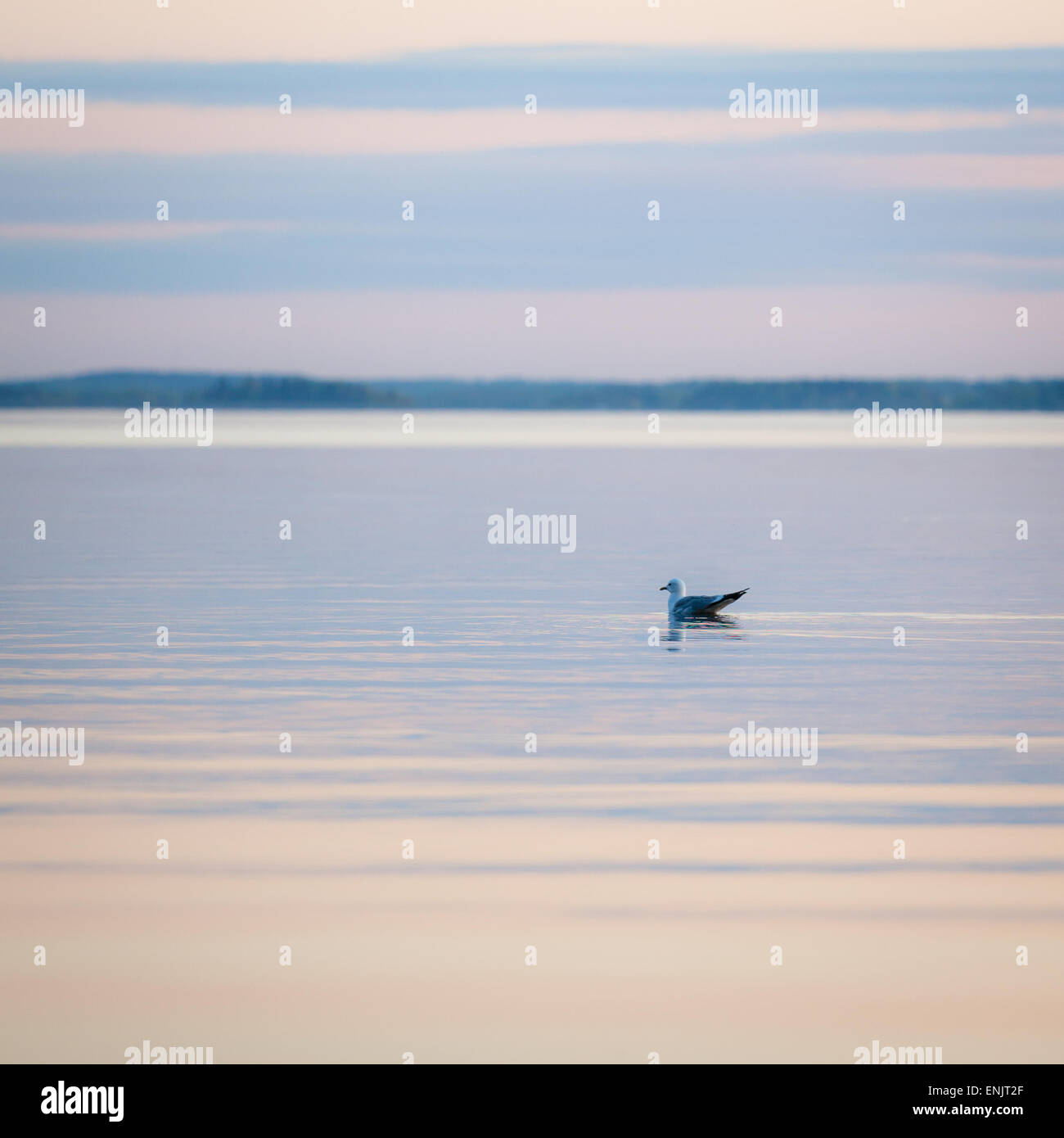 Gull on the lake Stock Photo - Alamy