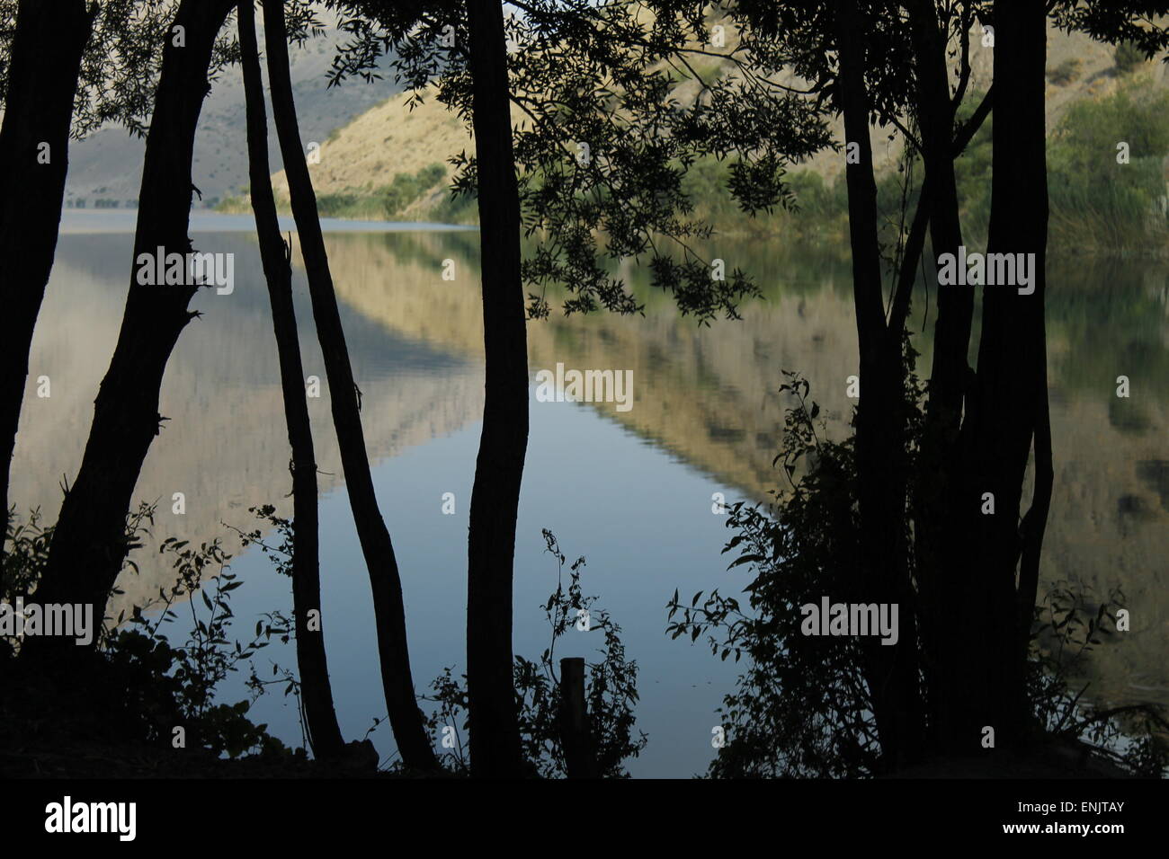 Trees reflection on a lake Stock Photo - Alamy