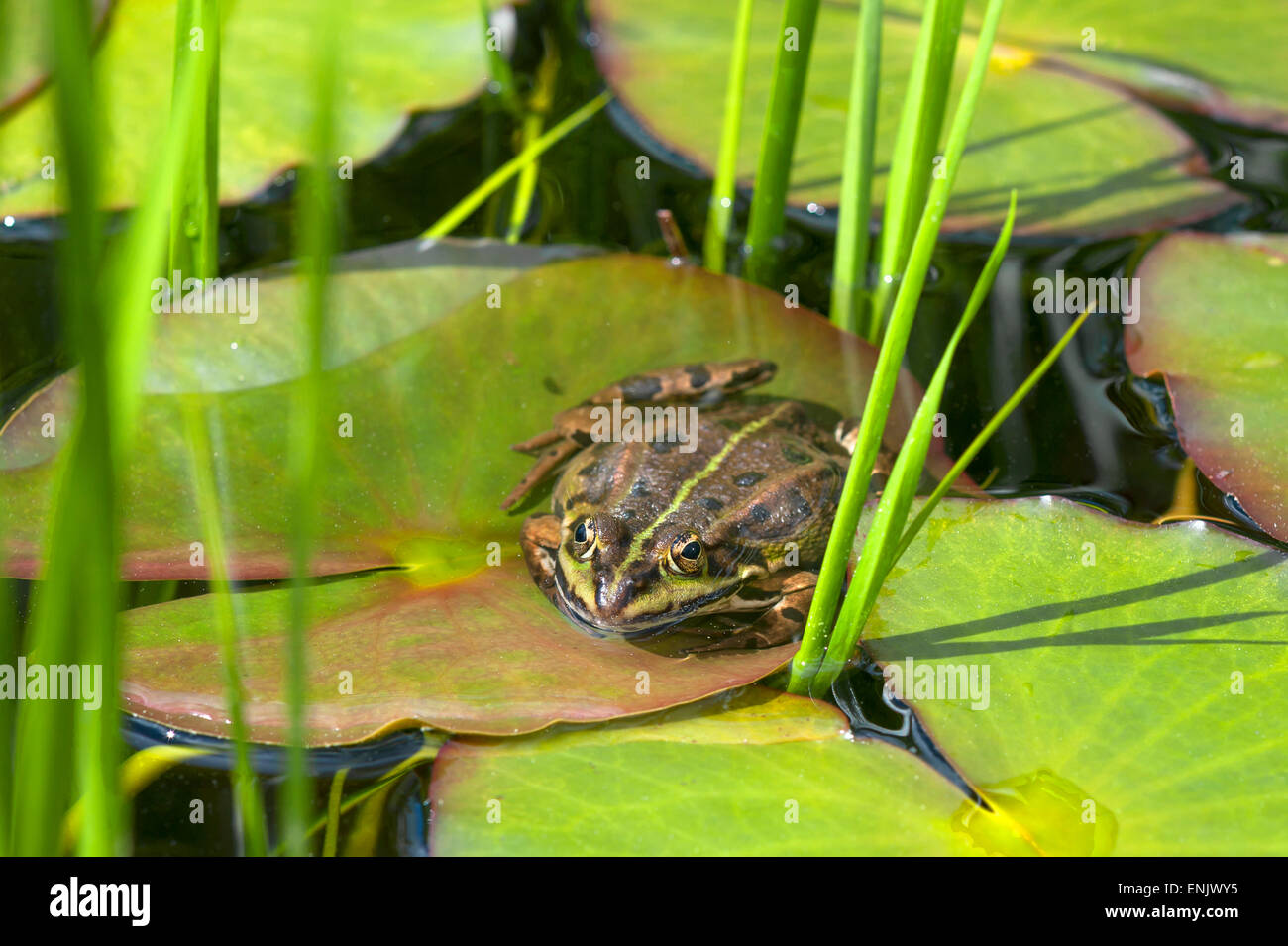 Common European frog or edible frog (Rana esculenta), Middle Franconia ...