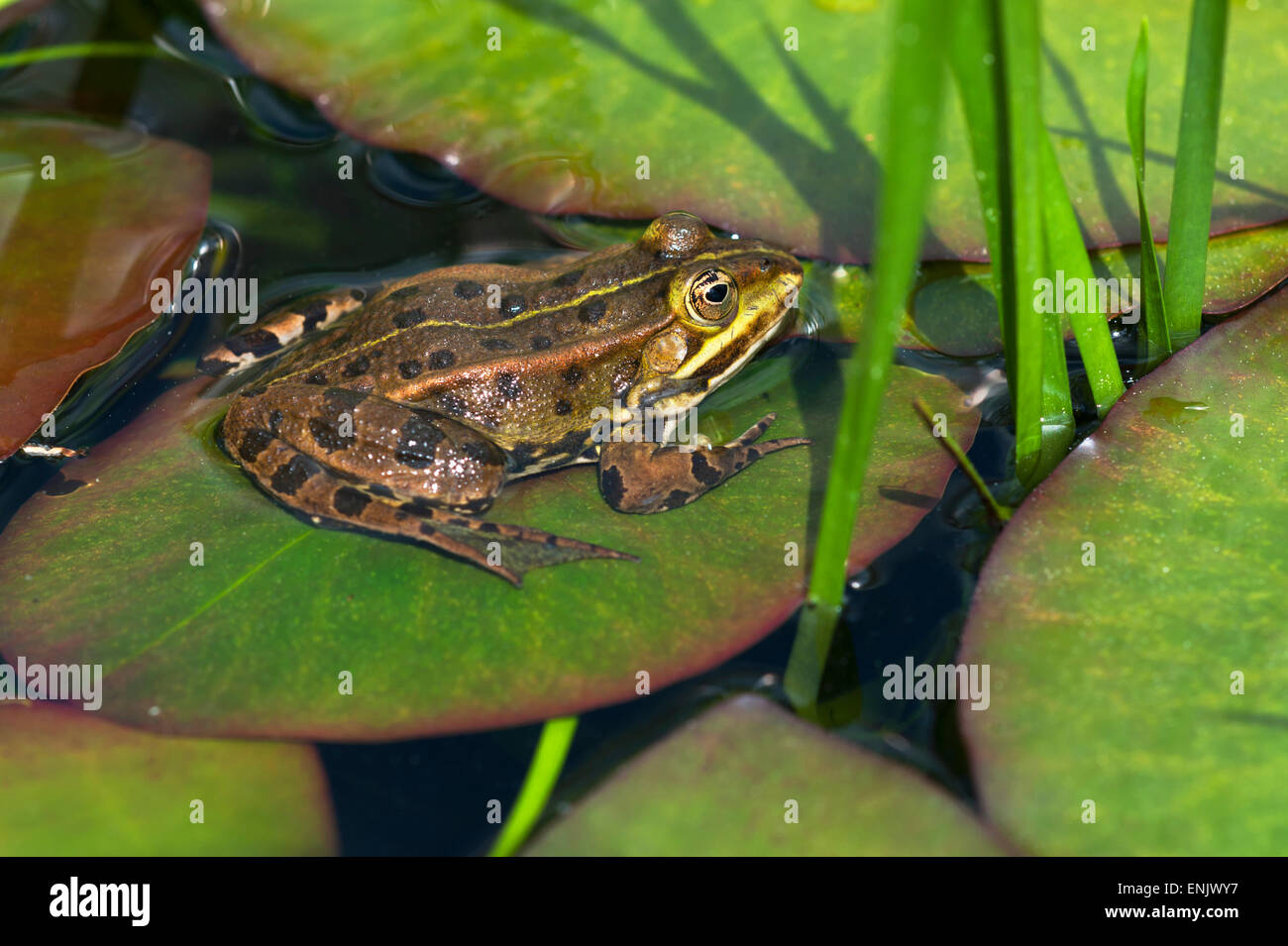 Common European frog or edible frog (Rana esculenta), Middle Franconia ...