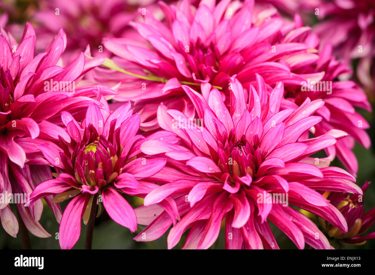 Big beautiful flower Stock Photo - Alamy