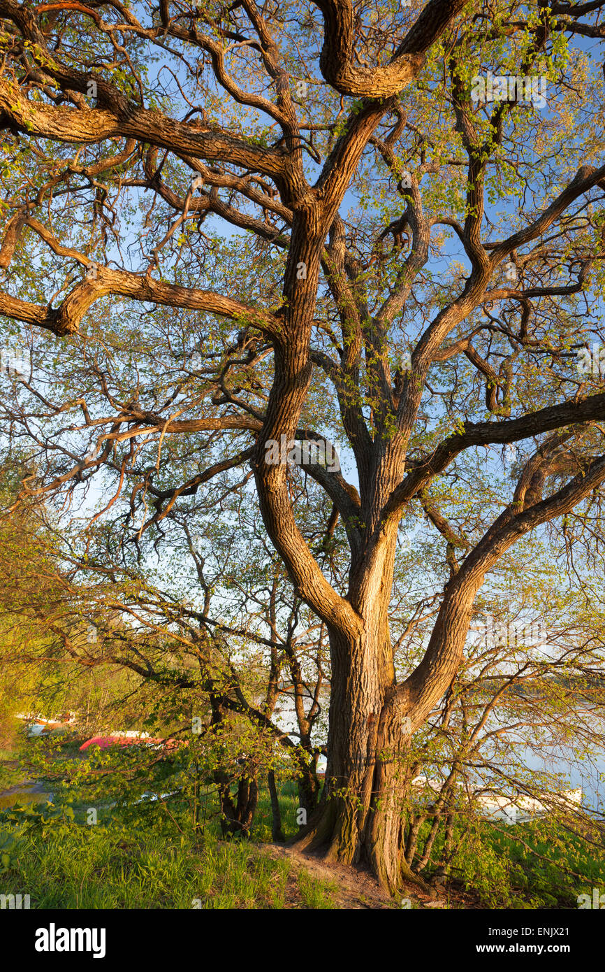 Vertical view of big tree Stock Photo - Alamy