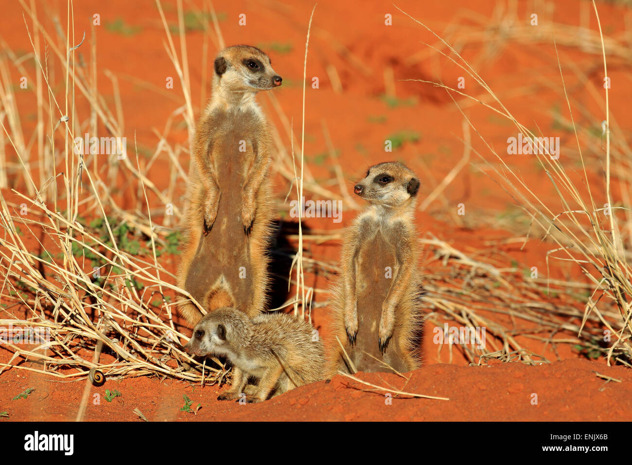 Meerkats (Suricata suricatta), group with young at the den warming up ...