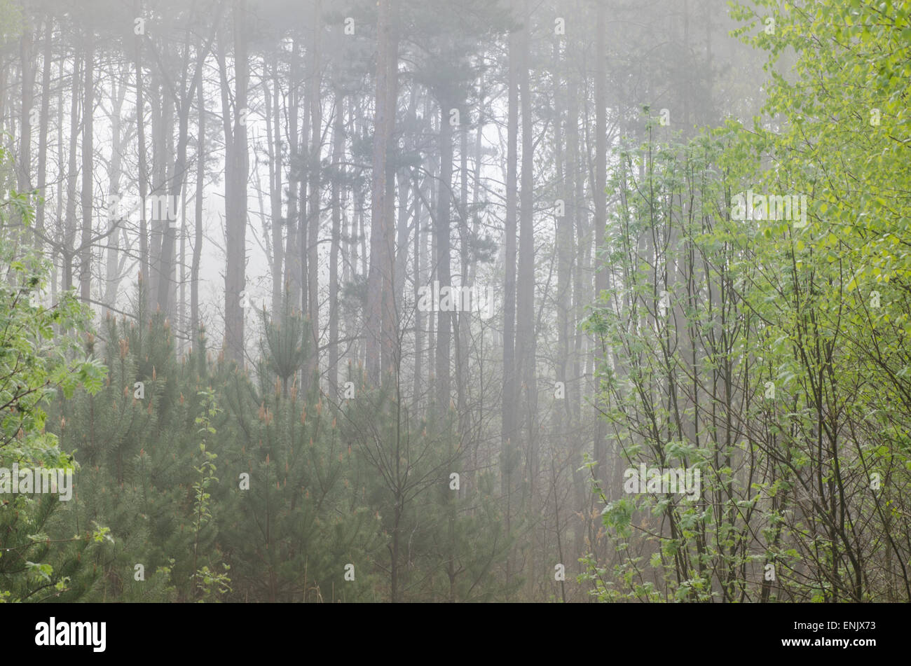 spring forest in foggy morning Stock Photo - Alamy