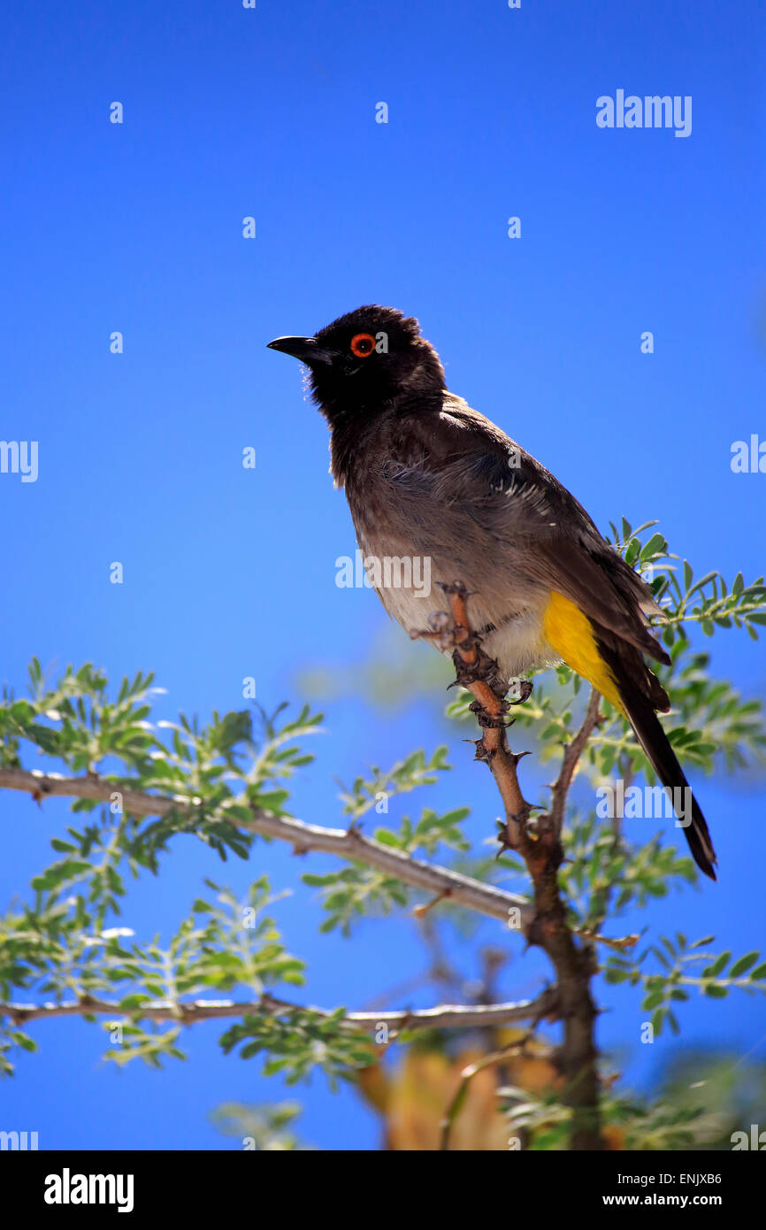 African red-eyed bulbul (Pycnonotus nigricans), adult, perched, Tswalu ...